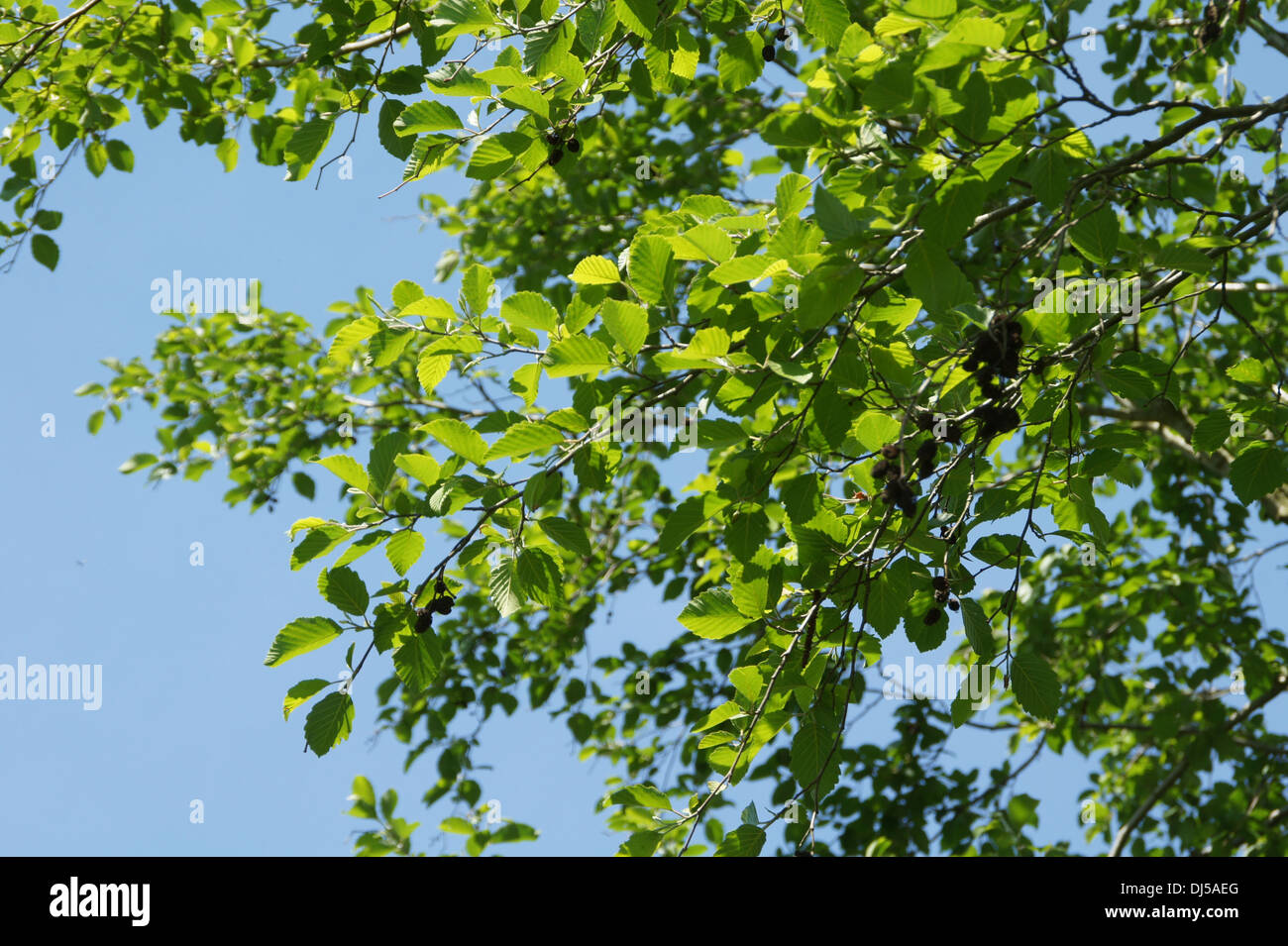 Grey alder hi-res stock photography and images - Alamy