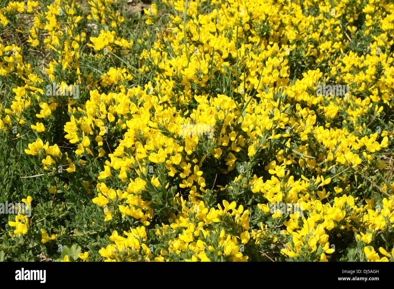 Cytisus x beanii hi-res stock photography and images - Alamy