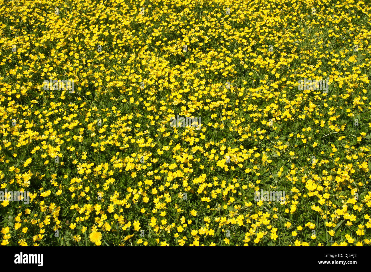 Meadow with creeping buttercups hi-res stock photography and images - Alamy