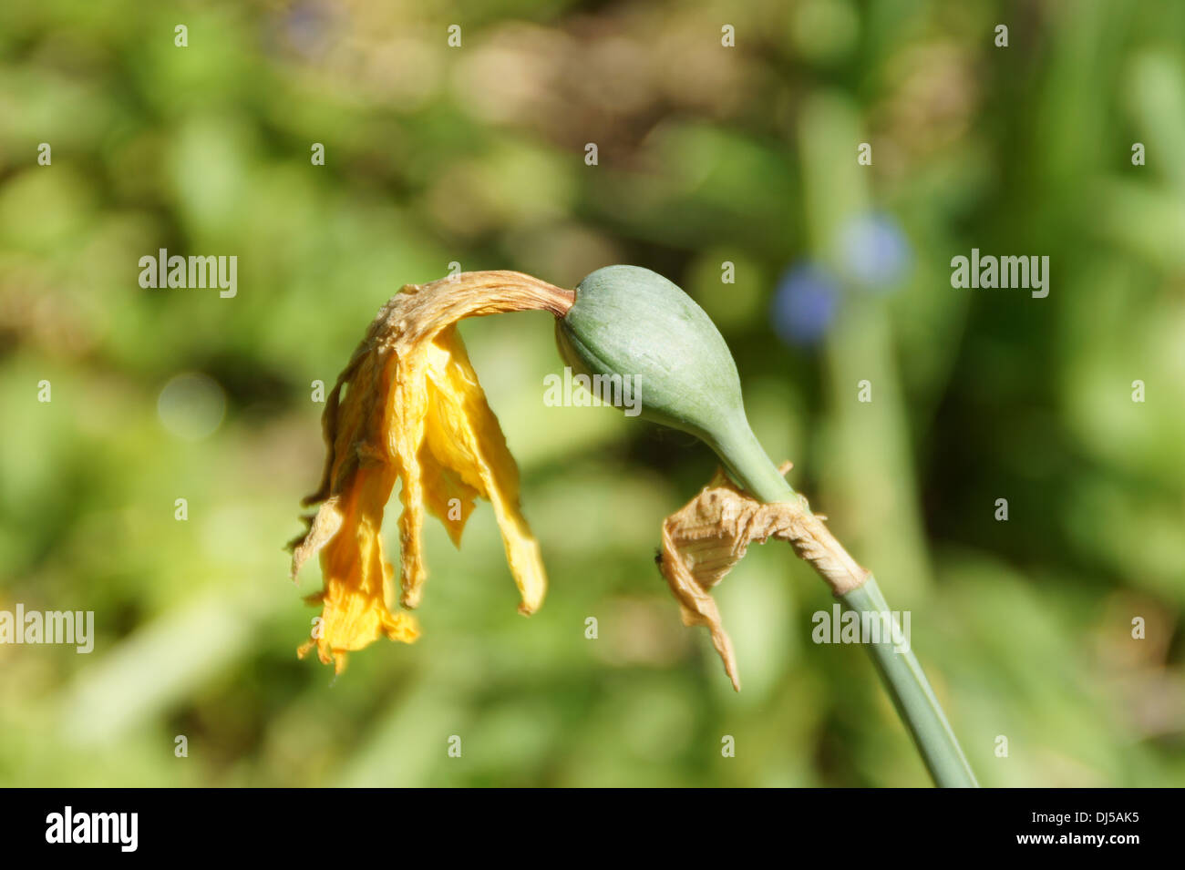Daffodil seeds hi-res stock photography and images - Alamy
