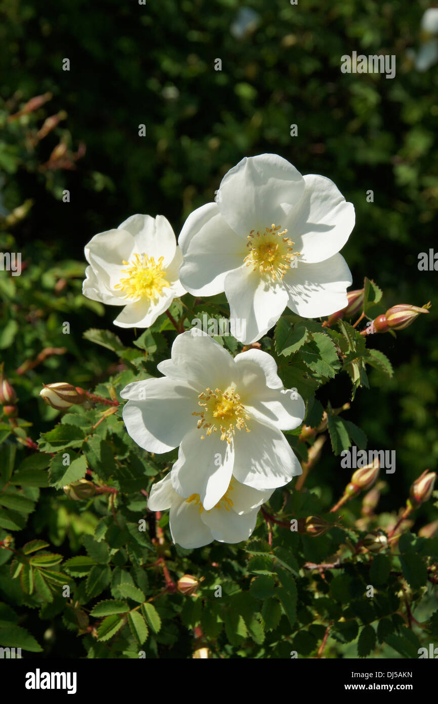 Rosa pimpinellifolia blume hi-res stock photography and images - Alamy