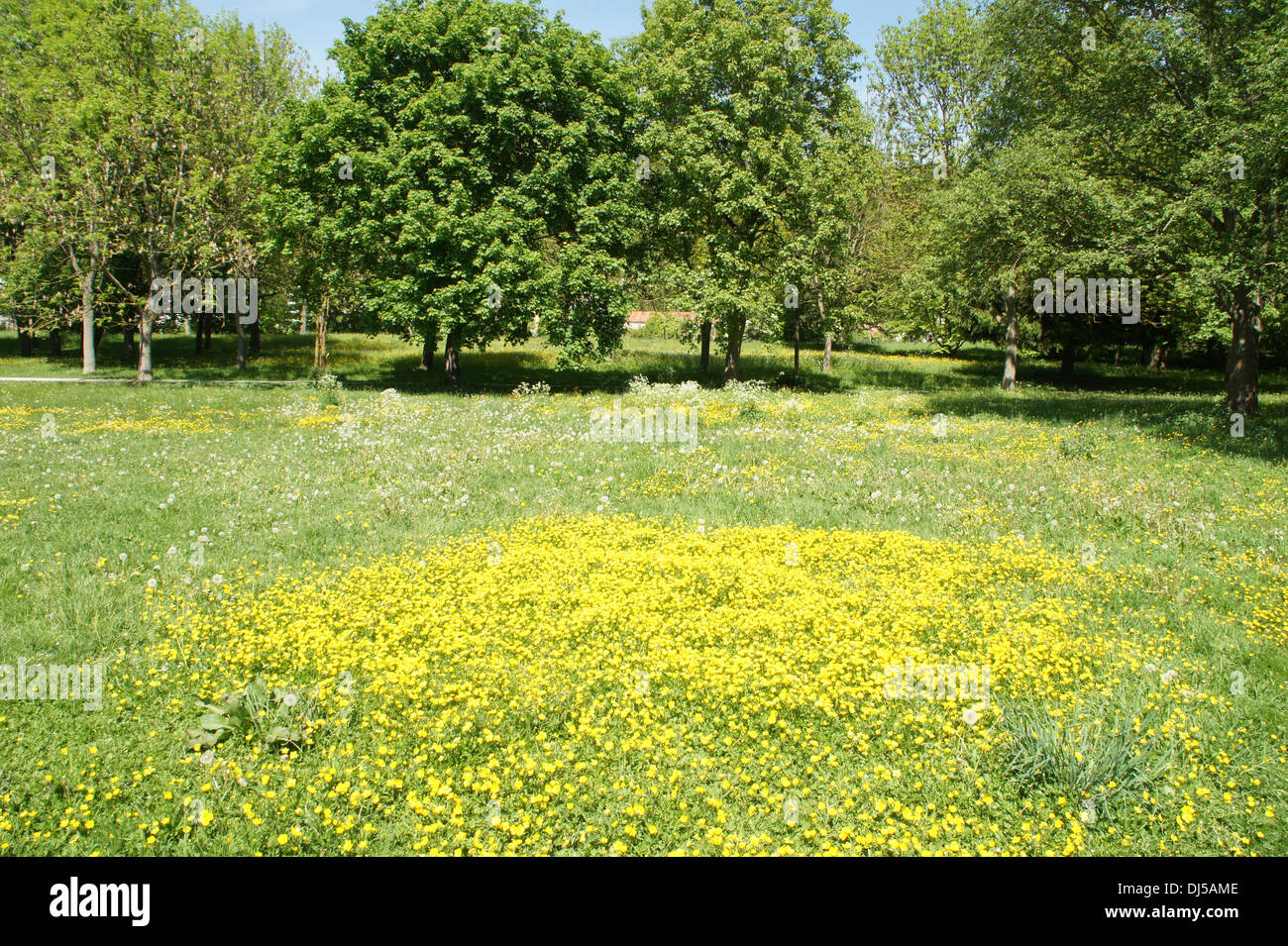 Meadow with creeping buttercups hi-res stock photography and images - Alamy