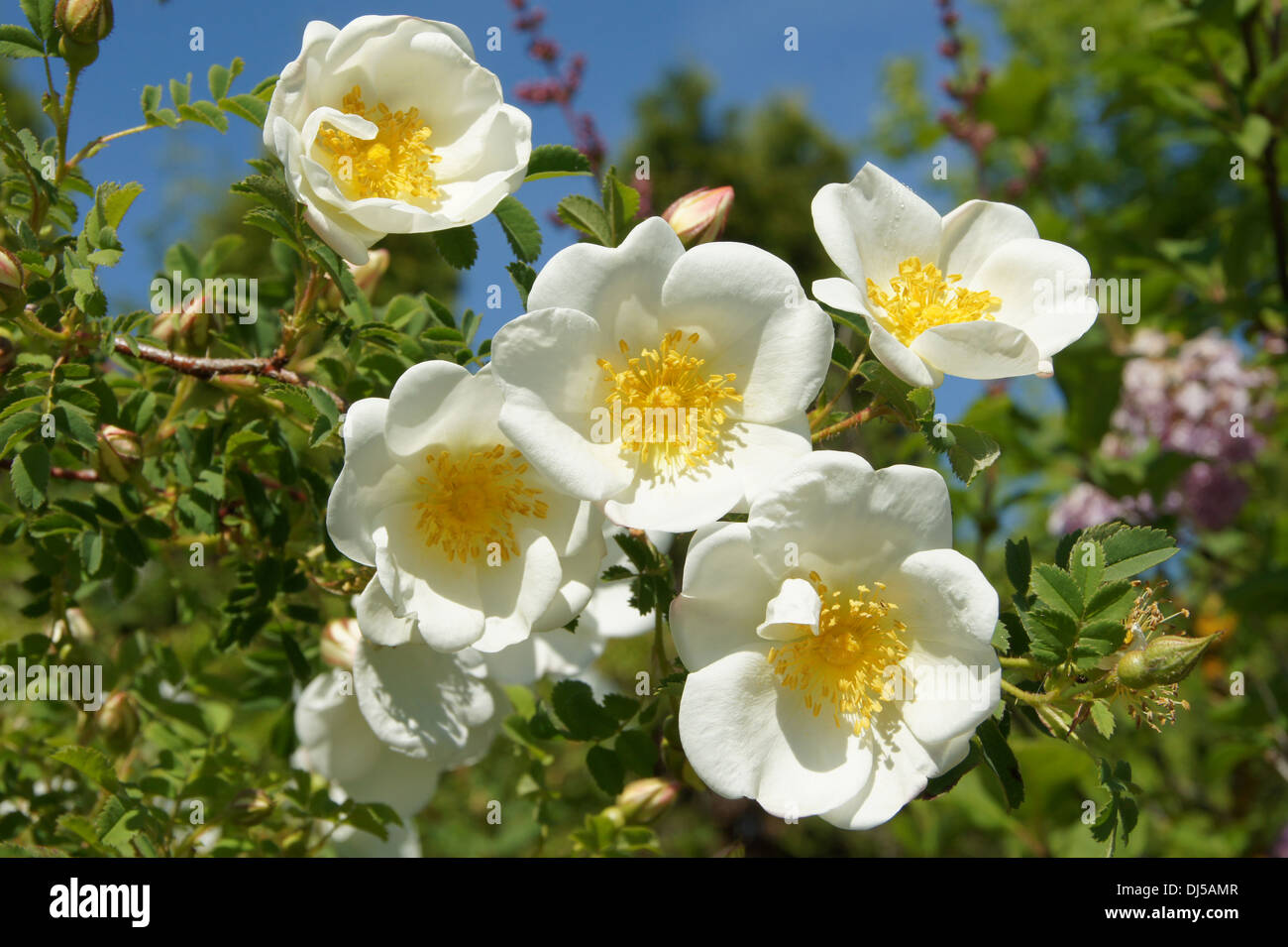 Bibernellrose hi-res stock photography and images - Alamy