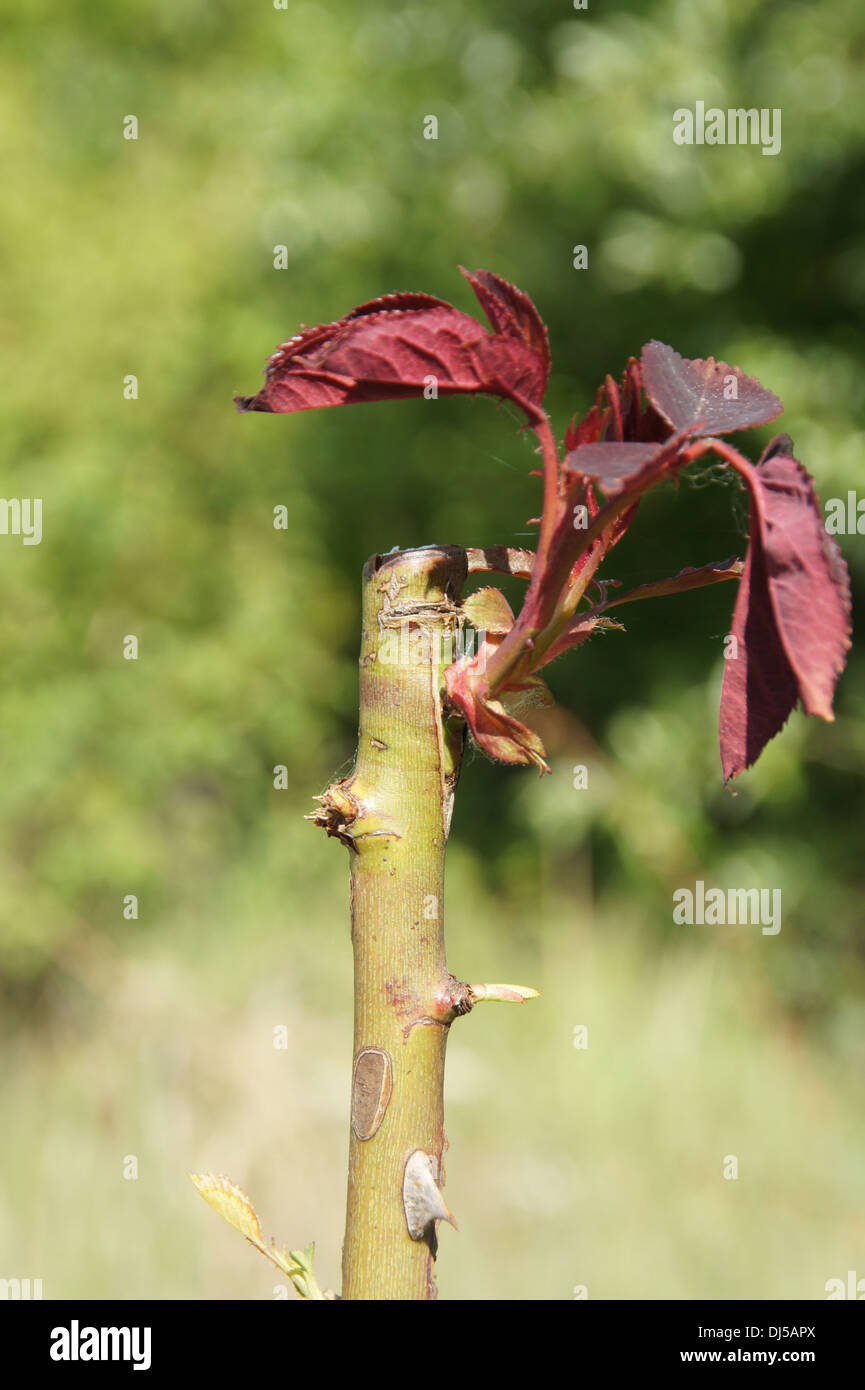 Shield budding hi-res stock photography and images - Alamy