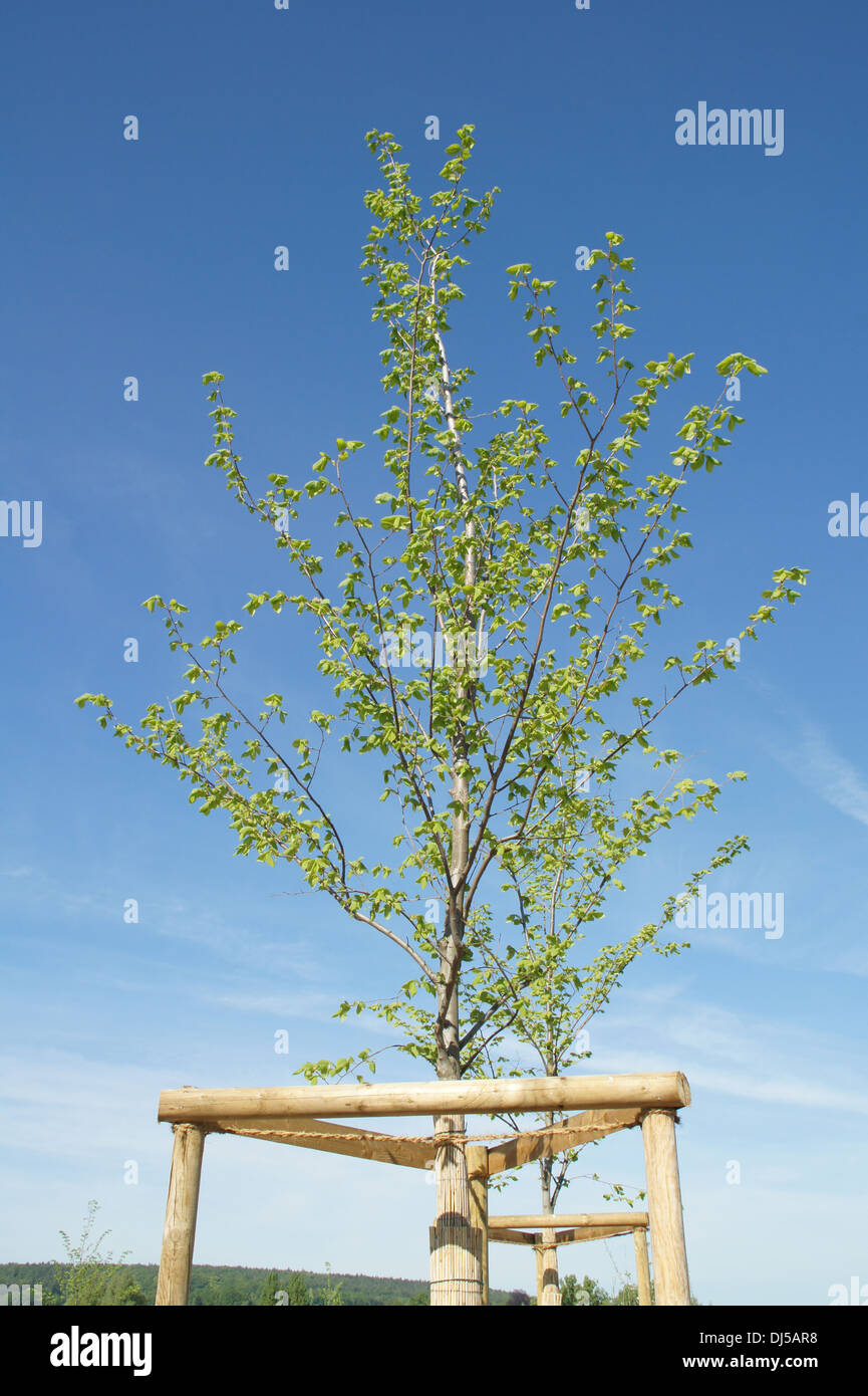 Scots elm hi-res stock photography and images - Alamy