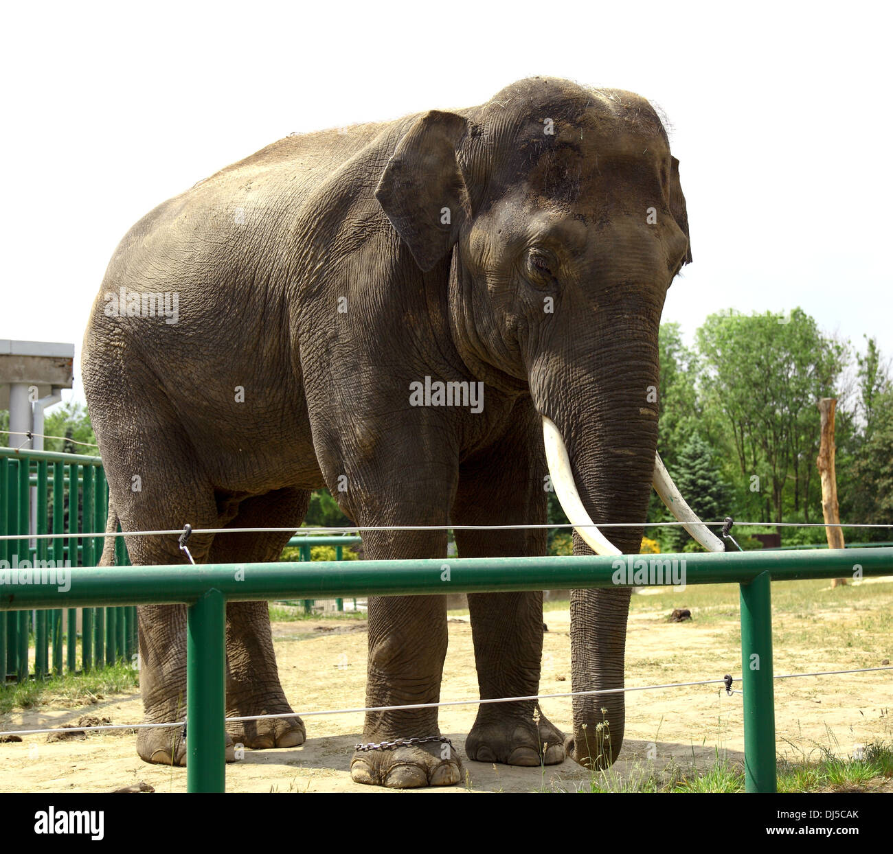 Elephant Full Body High Resolution Stock Photography and Images - Alamy