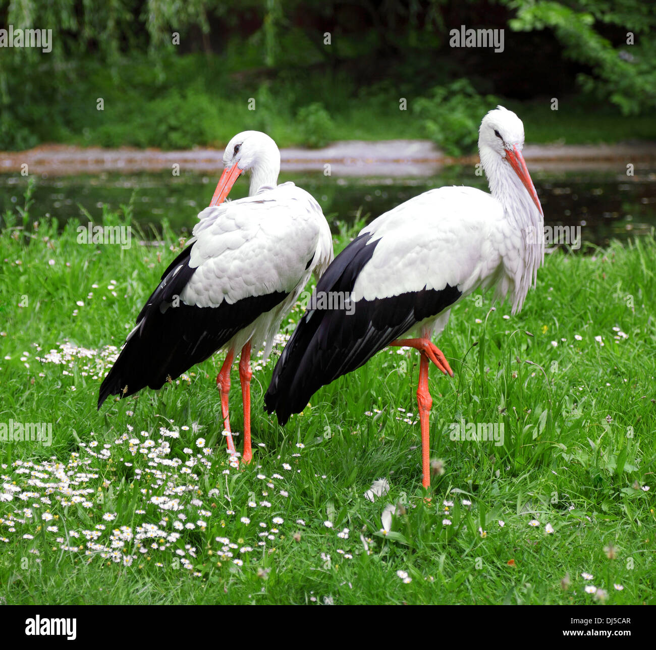 Storks couple hi-res stock photography and images - Alamy