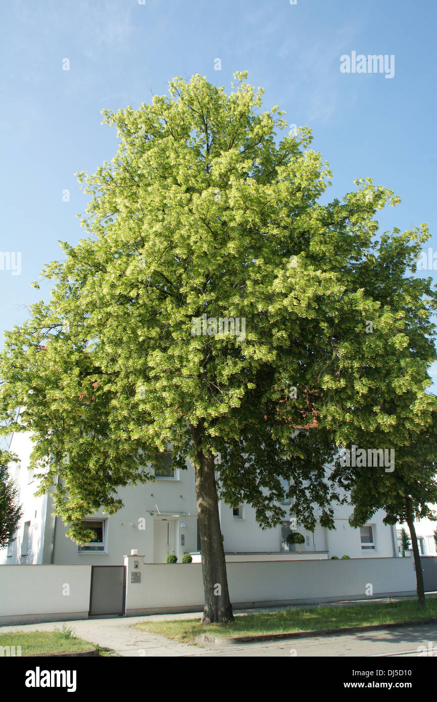 Largeleaved hi-res stock photography and images - Alamy