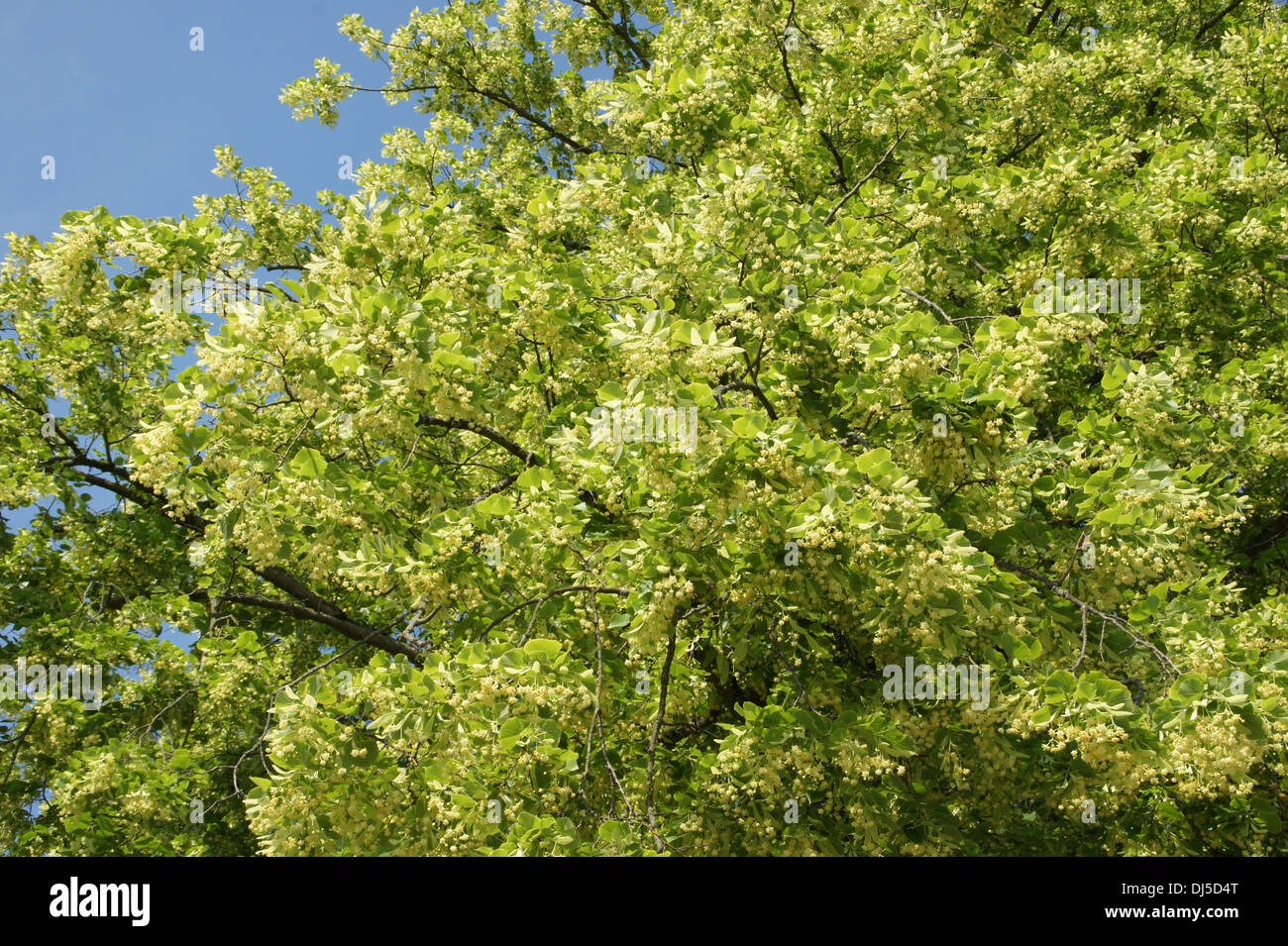 Largeleaved hi-res stock photography and images - Alamy