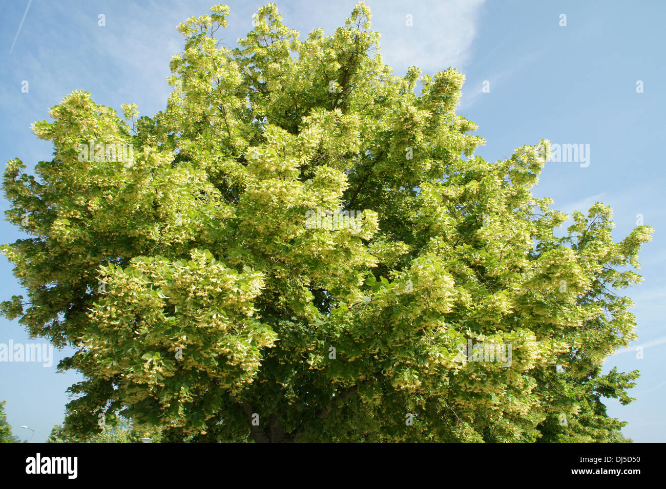 Large leaved lime tree hi-res stock photography and images - Alamy