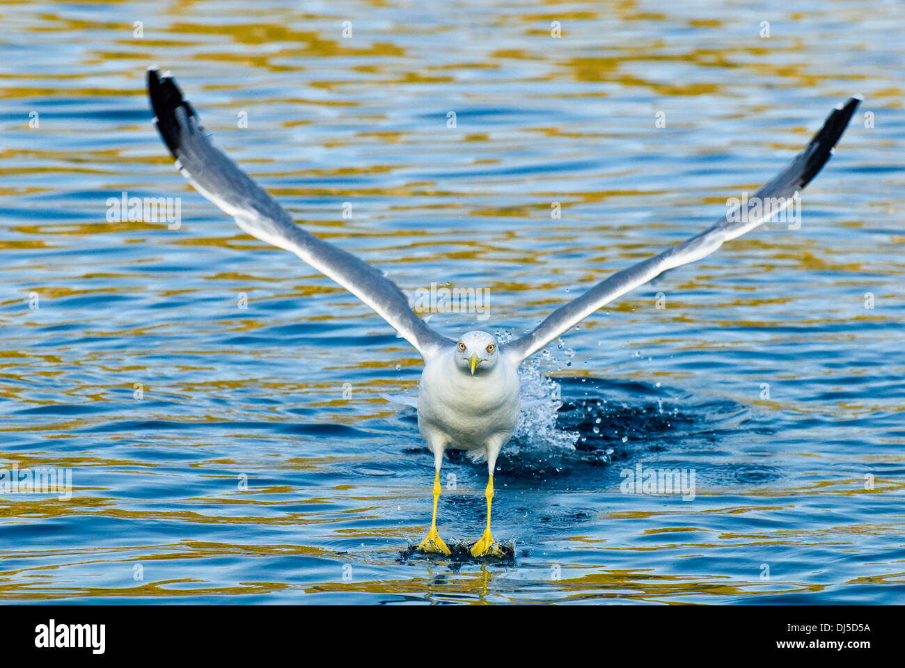 Towards viewer hi-res stock photography and images - Alamy