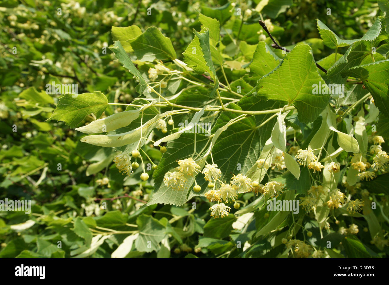 Common limes hi-res stock photography and images - Alamy