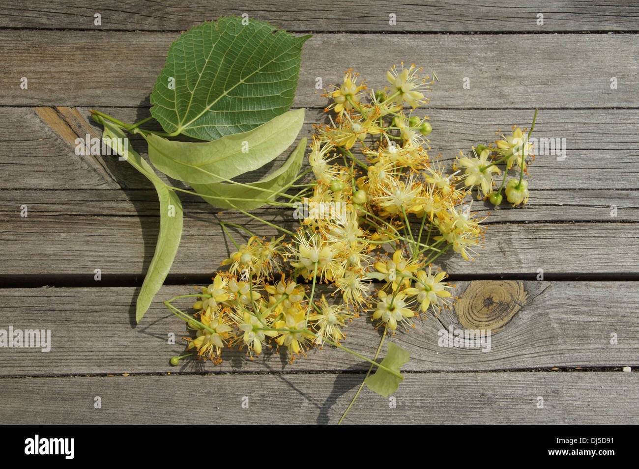 Largeleaved lime hi-res stock photography and images - Alamy