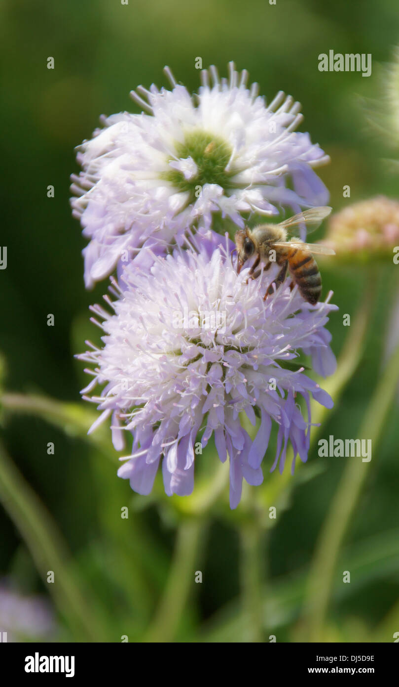 Wiesenskabiose hi-res stock photography and images - Alamy