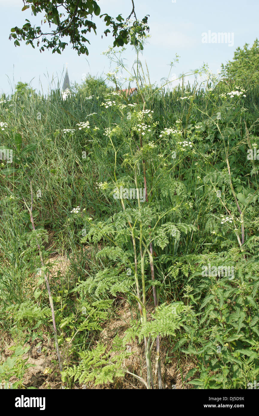 Gift hemlock hi-res stock photography and images - Alamy