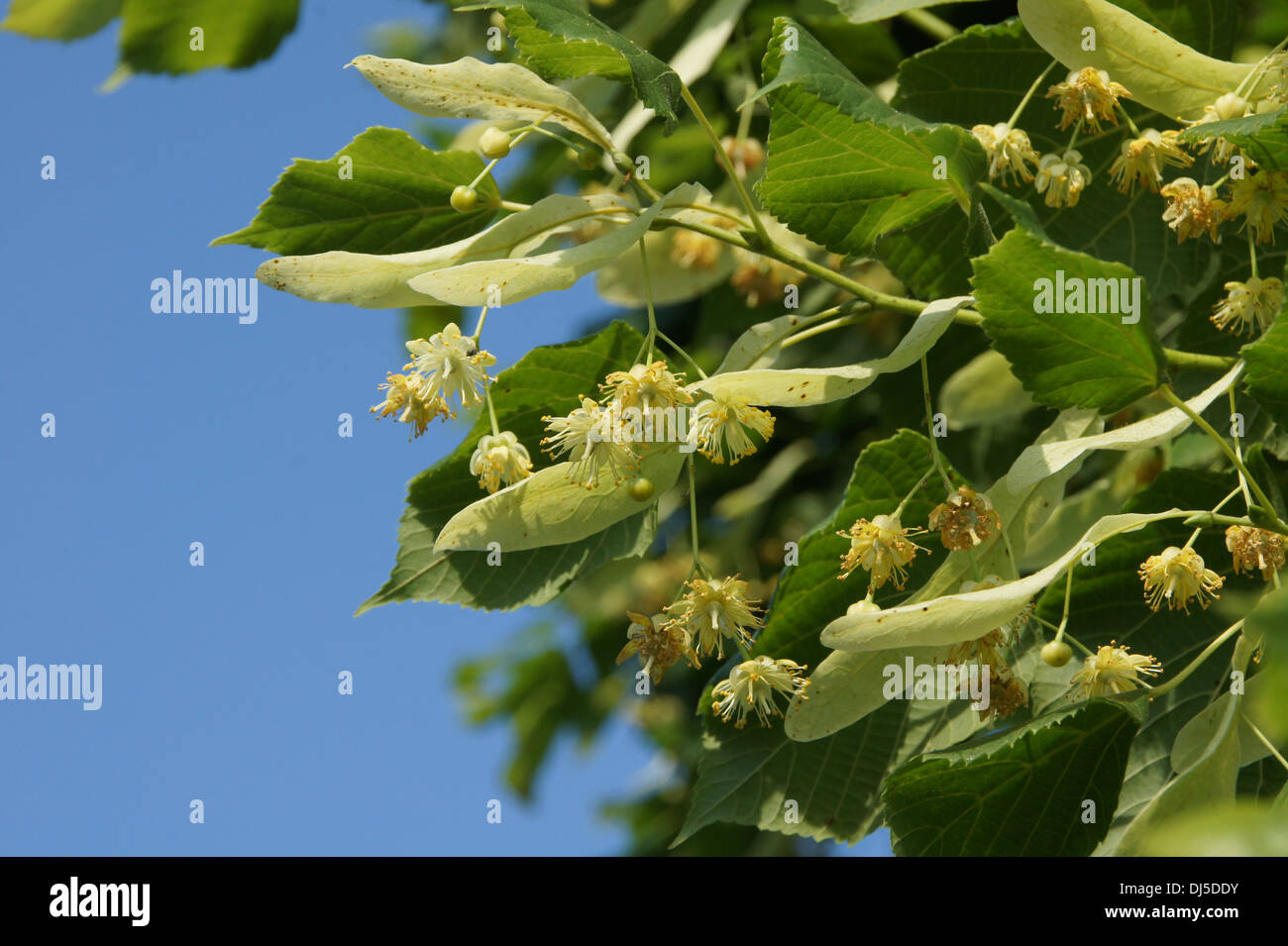 Common lime trees hi-res stock photography and images - Alamy