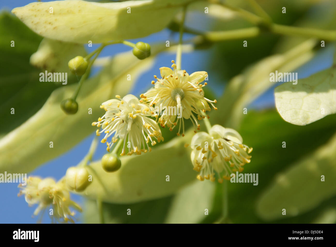 Common lime hi-res stock photography and images - Alamy