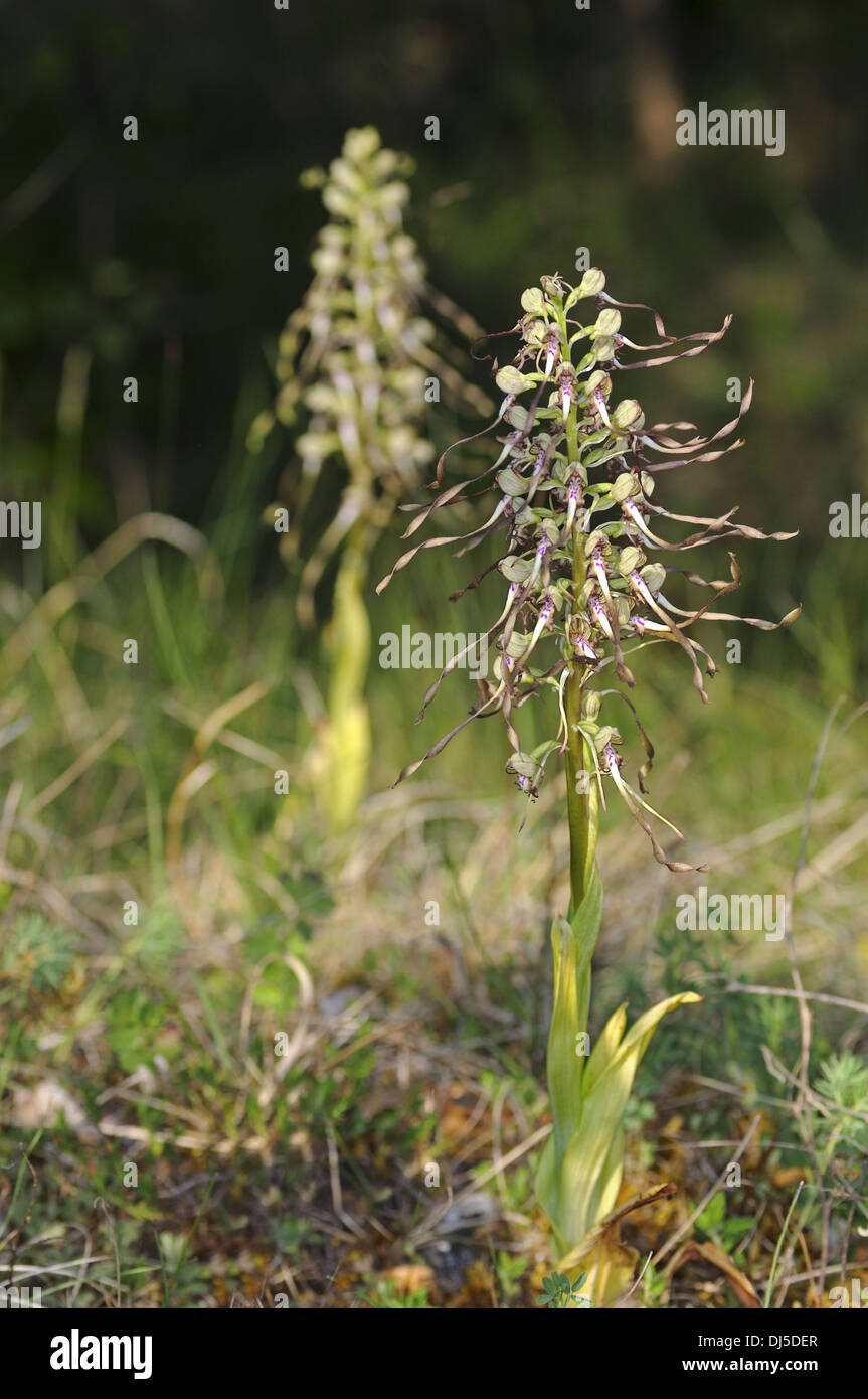 Orchideengewaechs hi-res stock photography and images - Alamy