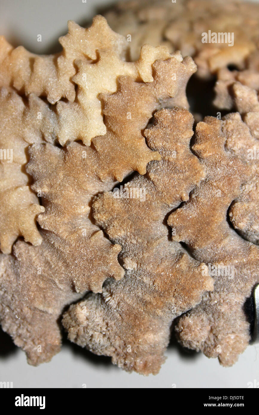 Ammonite suture patterns hi-res stock photography and images - Alamy