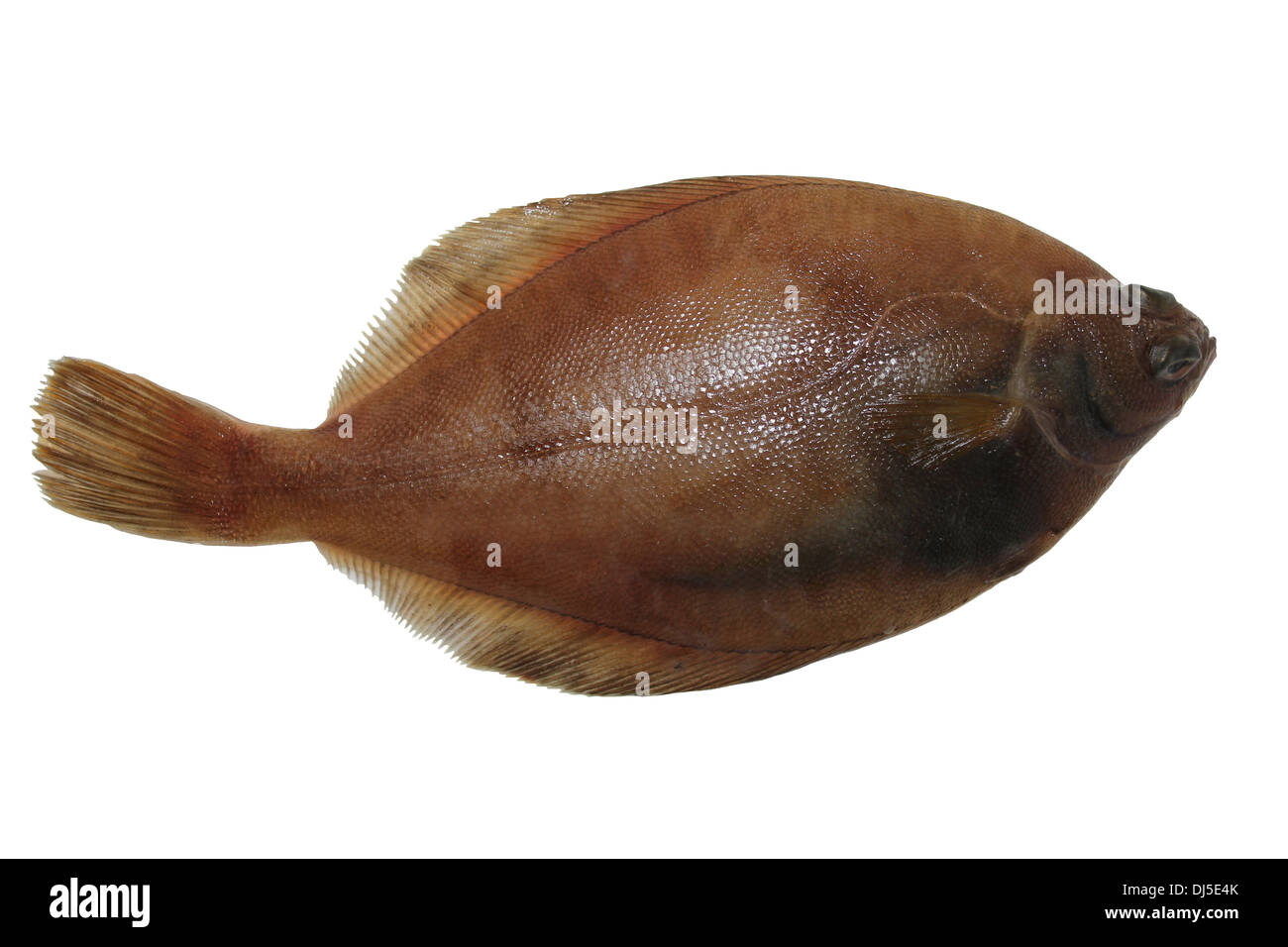 Dab Limanda limanda Stock Photo - Alamy