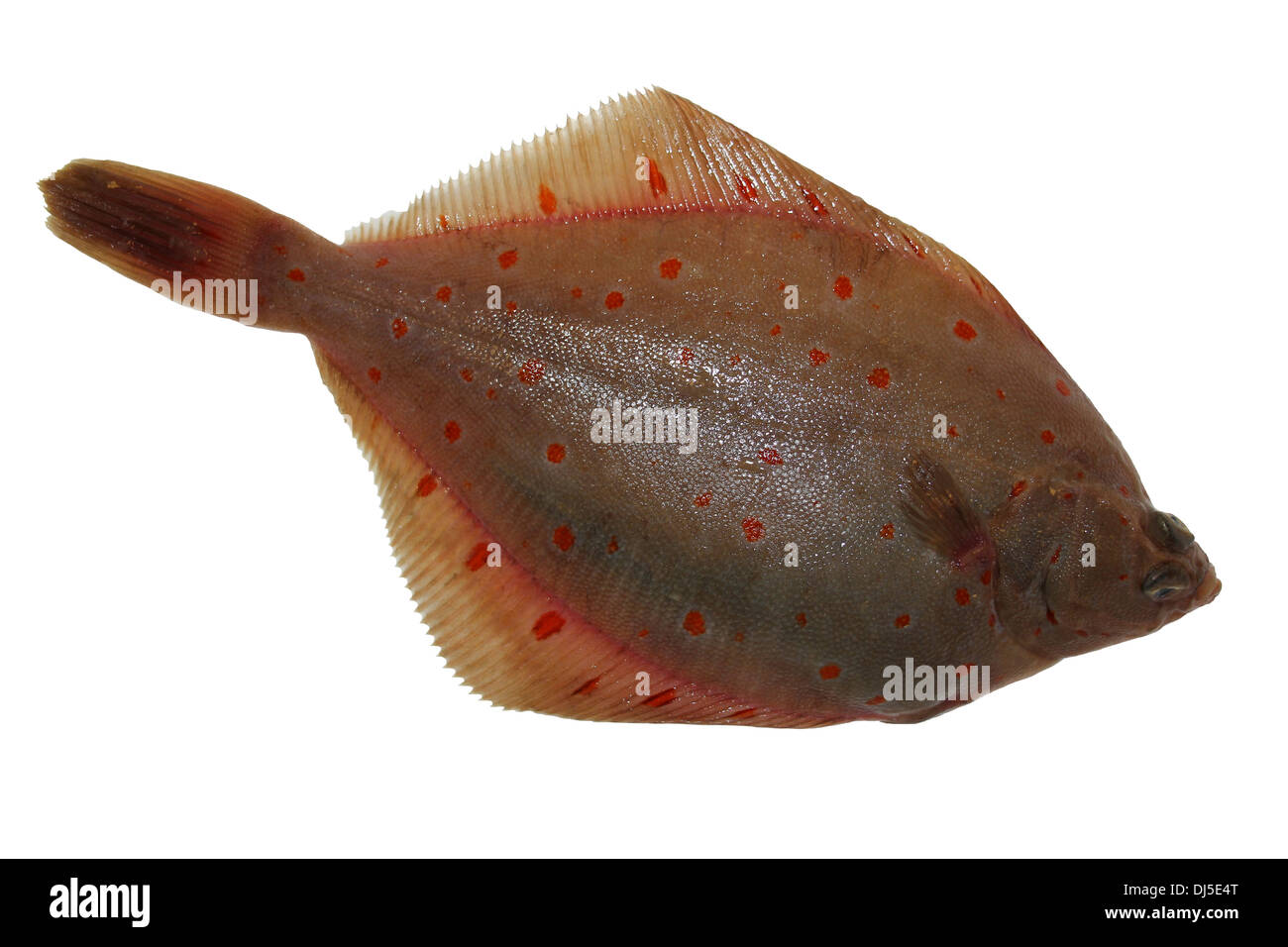 Study specimens Cut Out Stock Images & Pictures - Alamy