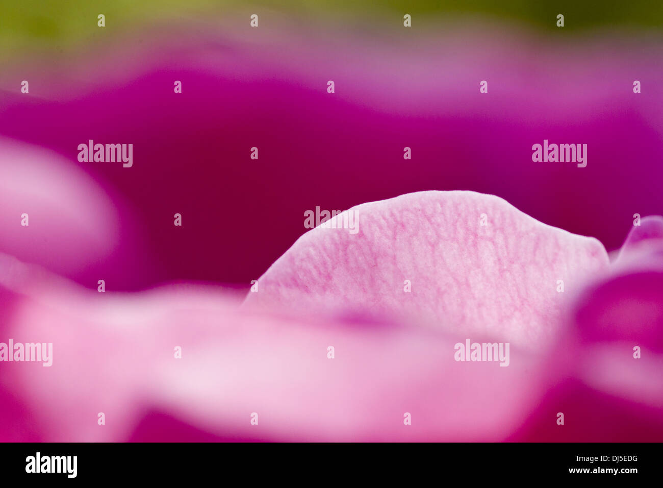 Detail of a pink rose petal Stock Photo - Alamy