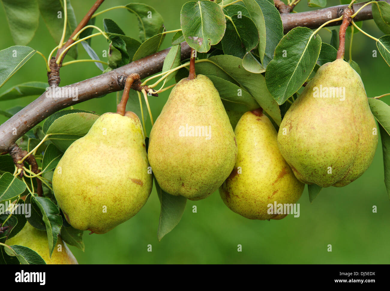 Four Delicious Pears Stock Photo - Alamy