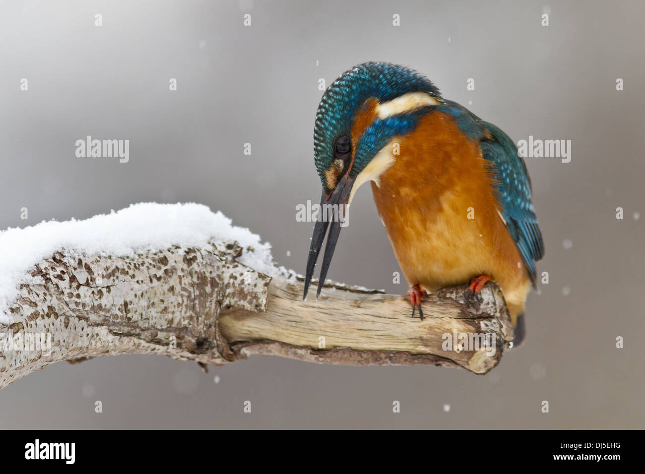 Kontrolliert wild hi-res stock photography and images - Alamy