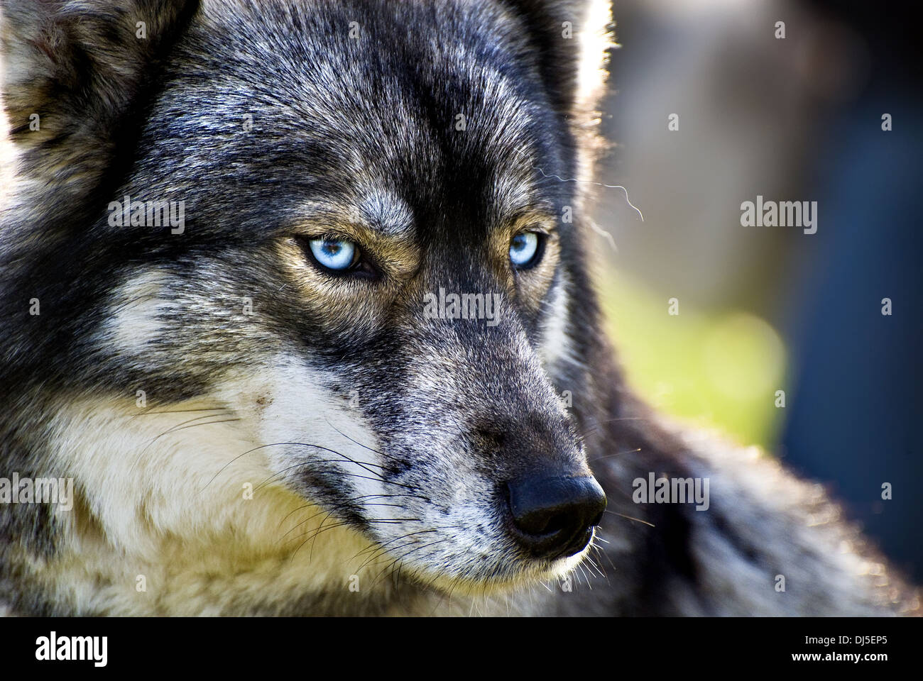 Hund husky hi-res stock photography and images - Alamy