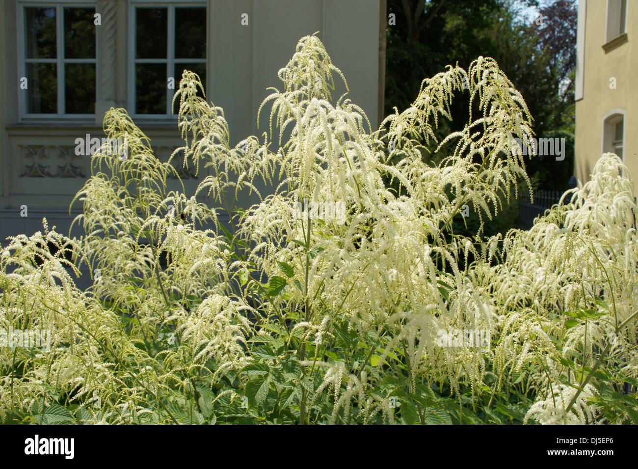 Goatsbeard hi-res stock photography and images - Alamy