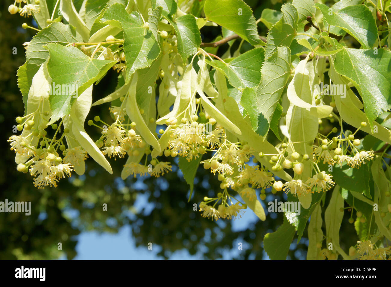 Largeleaved lime hi-res stock photography and images - Alamy