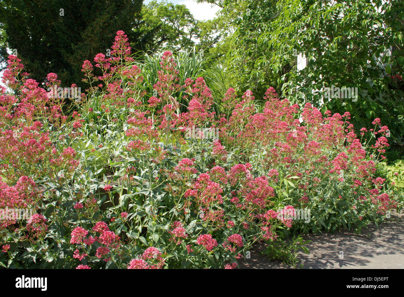 Jupiters beard hi-res stock photography and images - Alamy