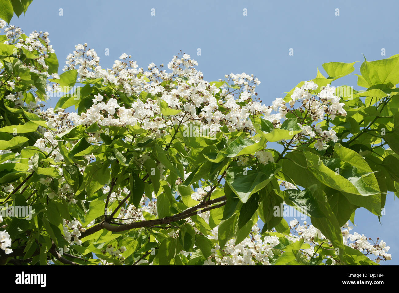 Trompetenbaum catalpa bignonioides hi-res stock photography and images ...