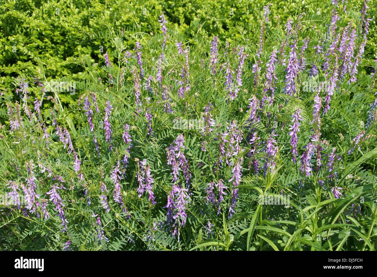 Vetches vicia tenuifolia hi-res stock photography and images - Alamy