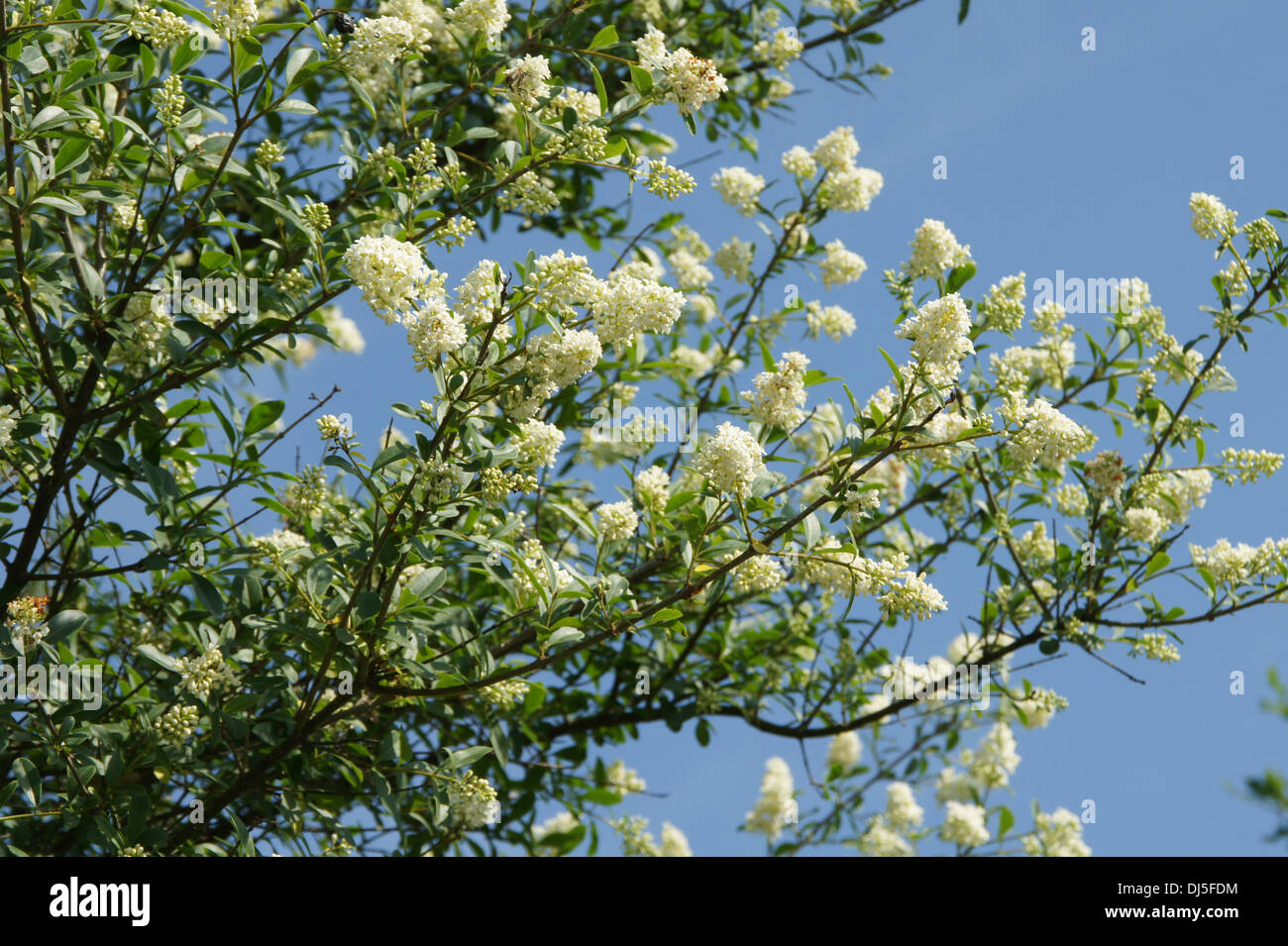 Privet shrubs hi-res stock photography and images - Alamy