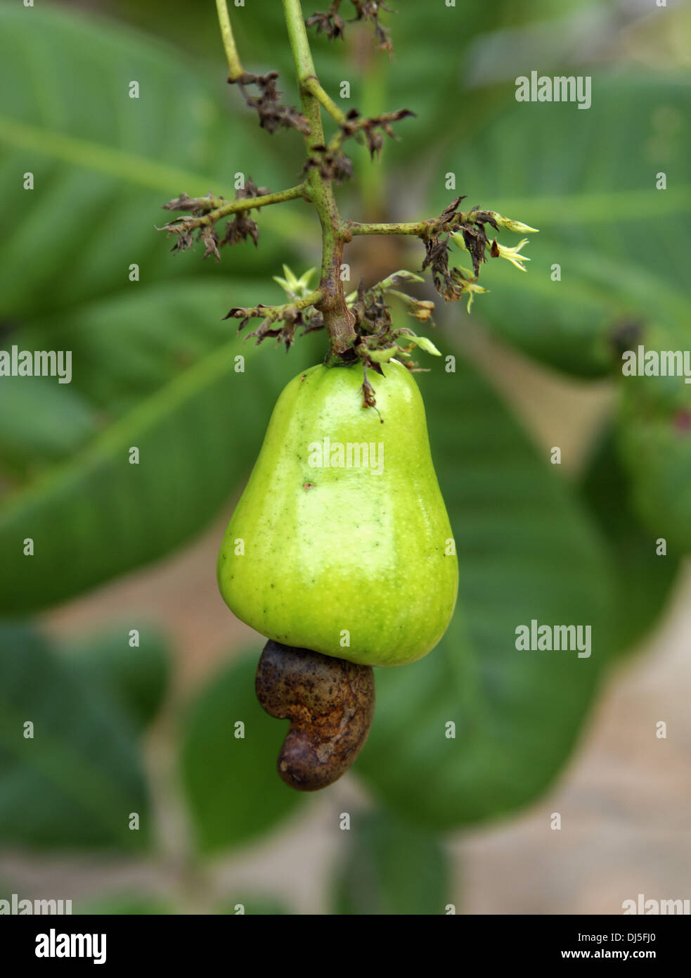 Kaschu nuss hi-res stock photography and images - Alamy