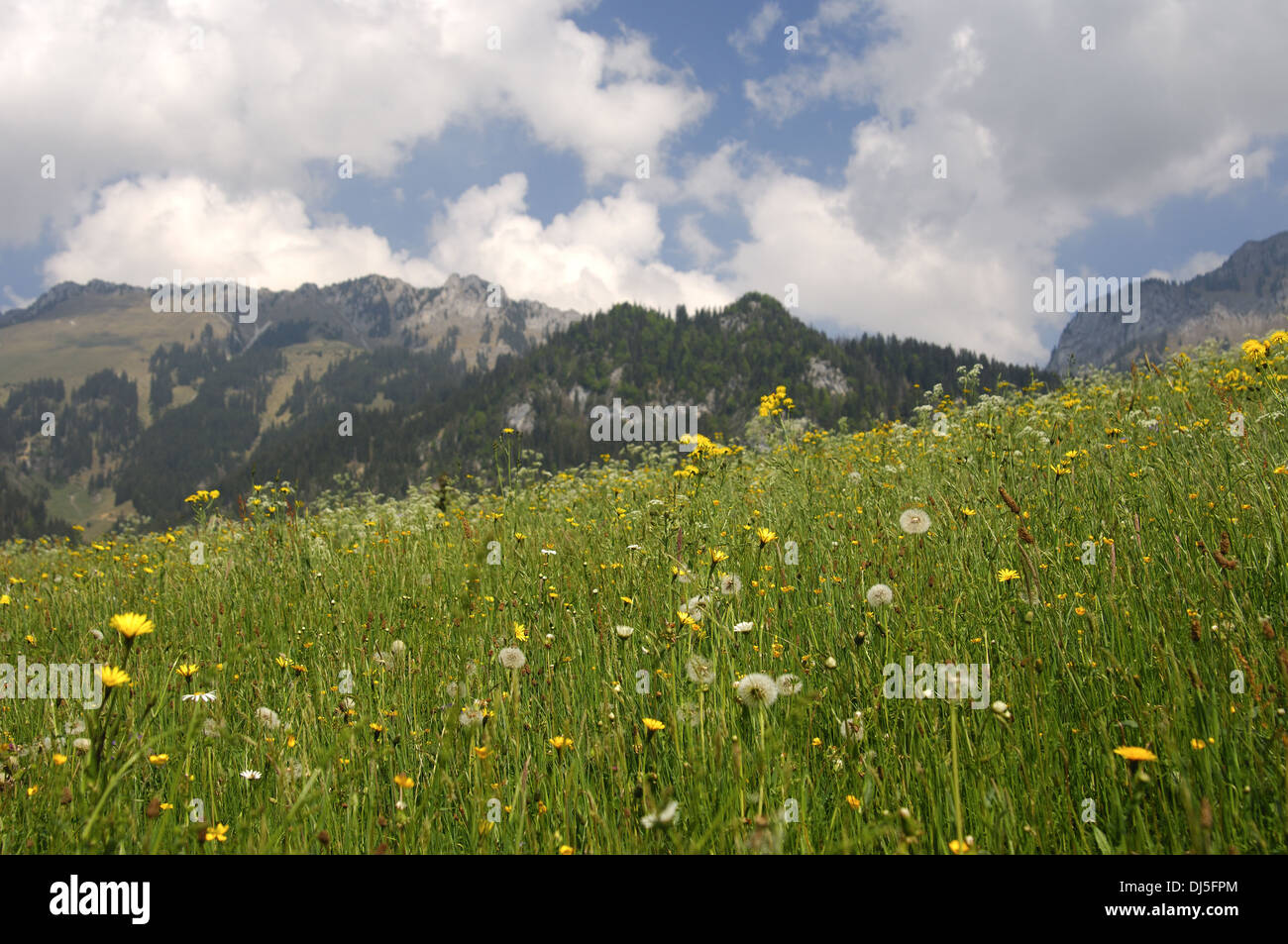 Swiss Alpine meadows Stock Photo - Alamy Swiss Alpine meadows Stock Photo - Alamy