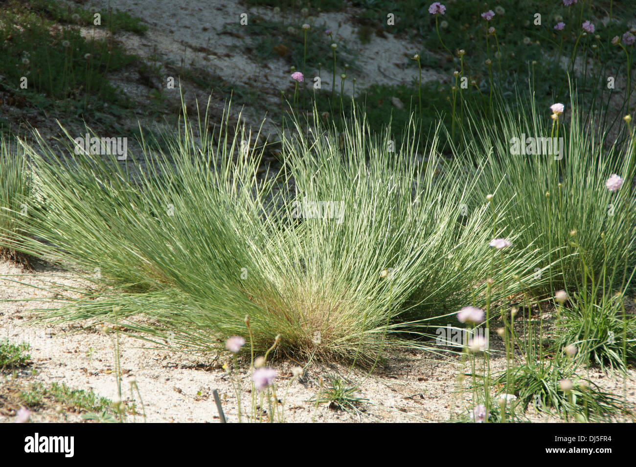 Corynephorus canescens hi-res stock photography and images - Alamy