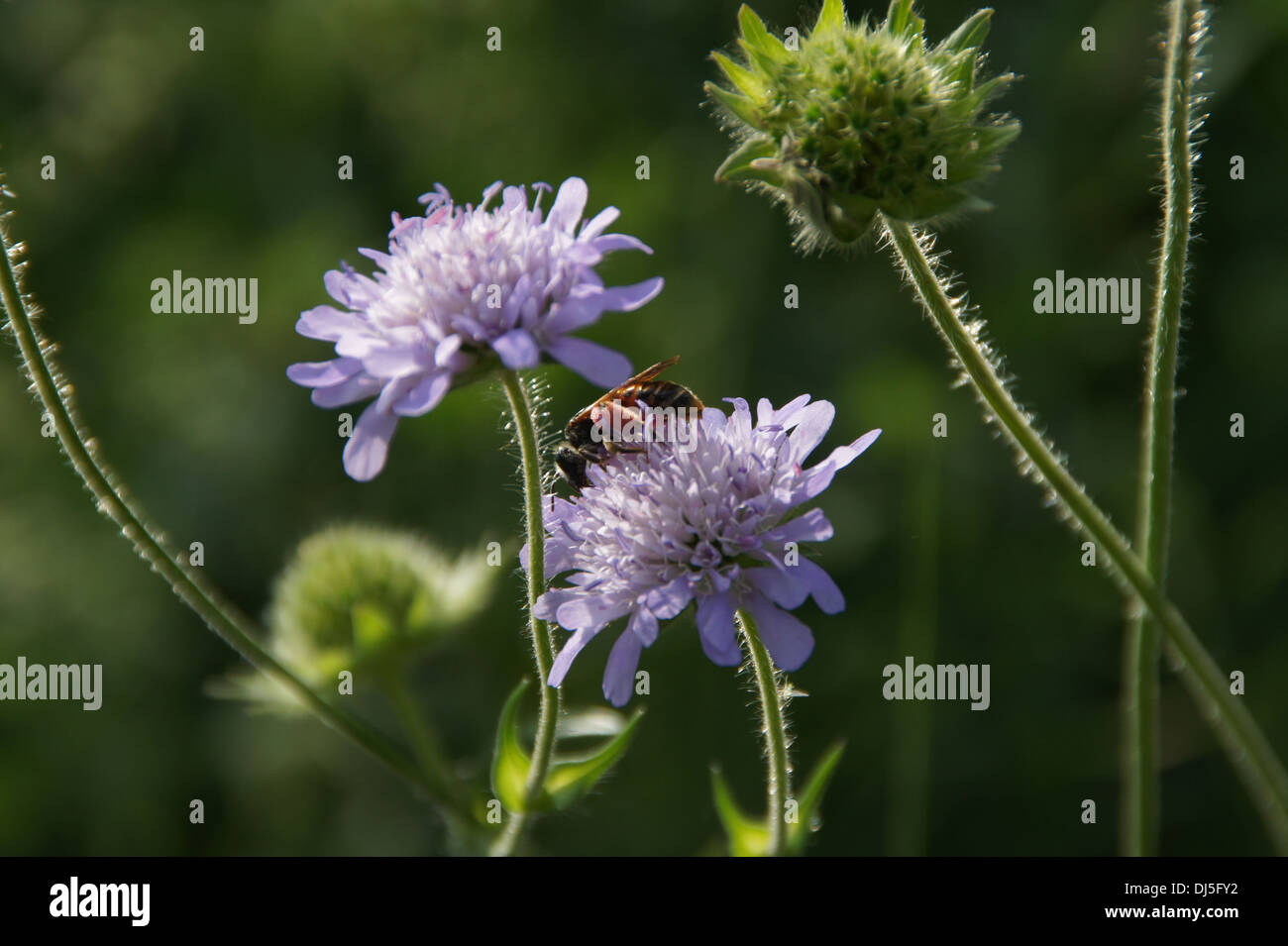 Meadow Widow Flower Stock Photo - Alamy
