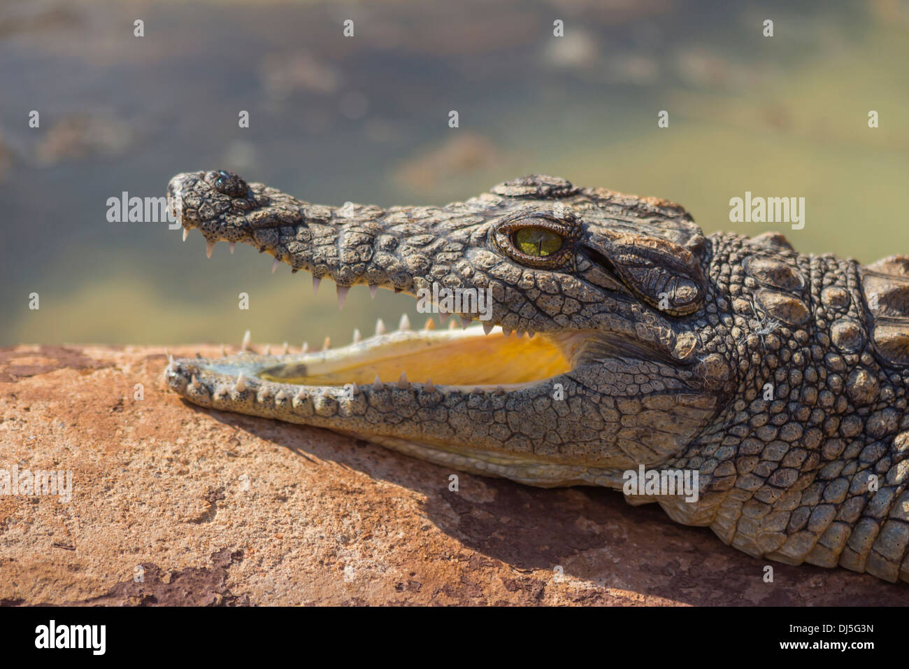 Nile crocodile baby hi-res stock photography and images - Alamy