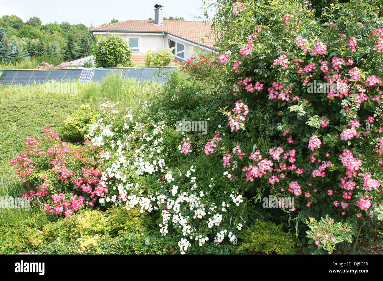 Hedge Roses High Resolution Stock Photography and Images - Alamy