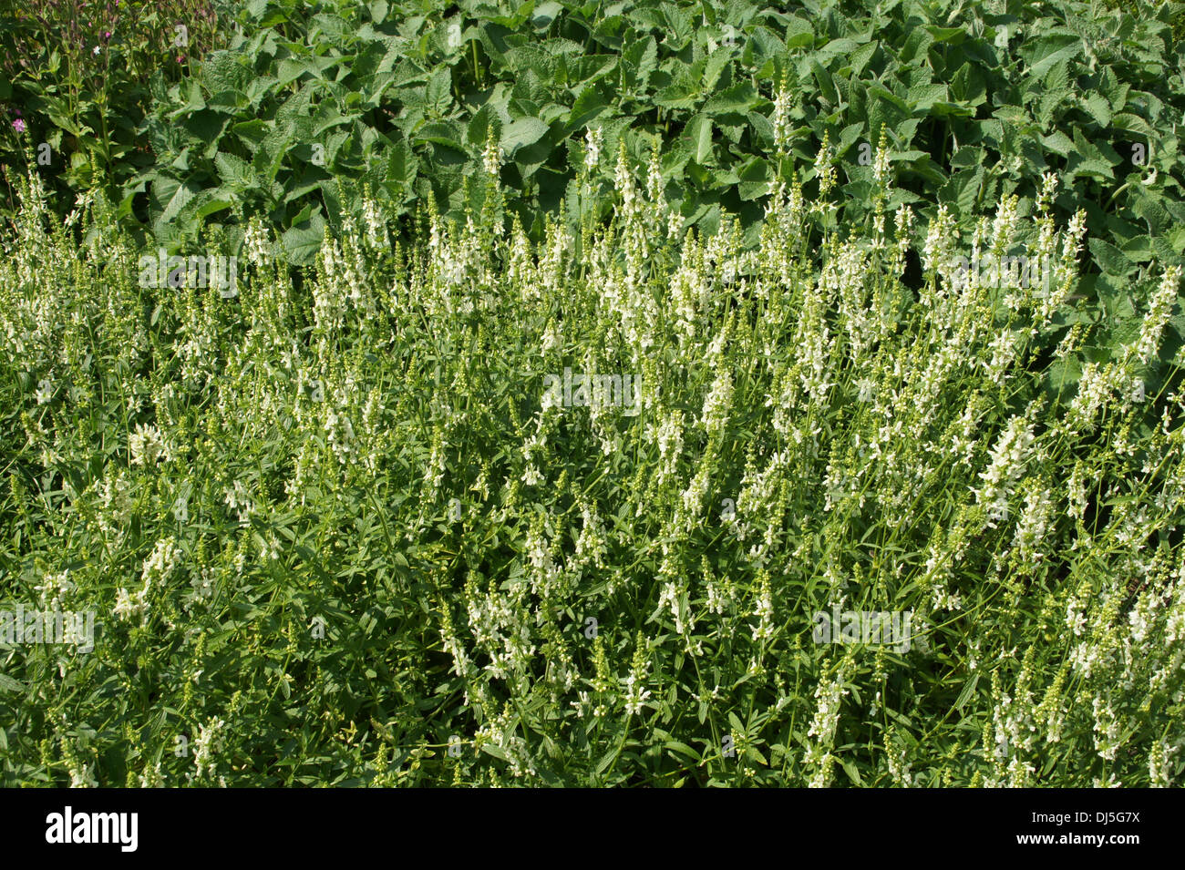 Stachys hedgenettles hi-res stock photography and images - Alamy