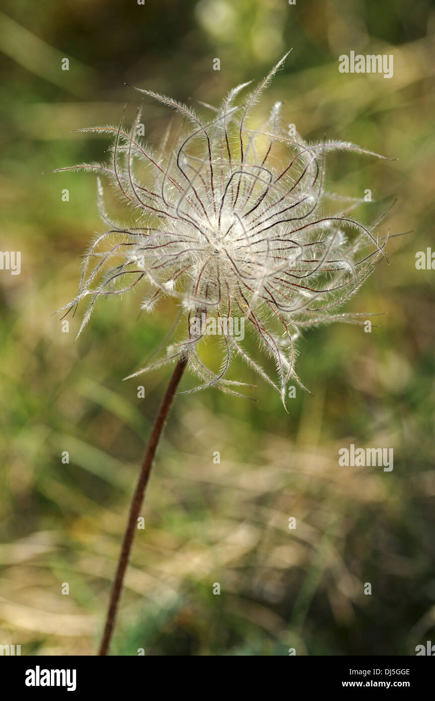 Seed of pasque flower hi-res stock photography and images - Alamy
