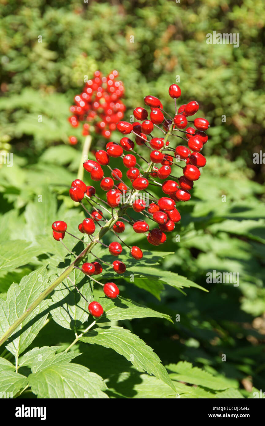 Red baneberry hi-res stock photography and images - Alamy