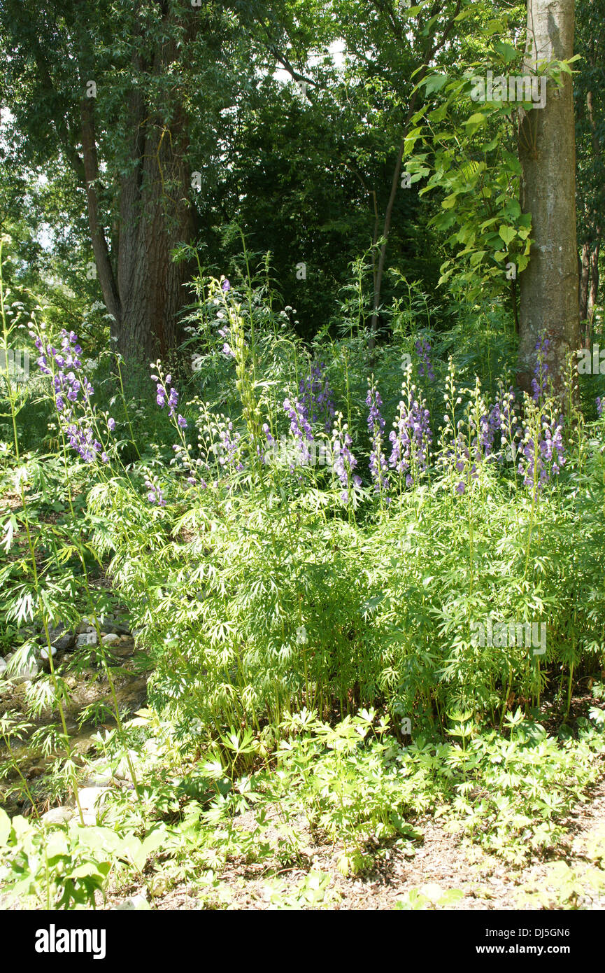 Wolfsbane hi-res stock photography and images - Alamy