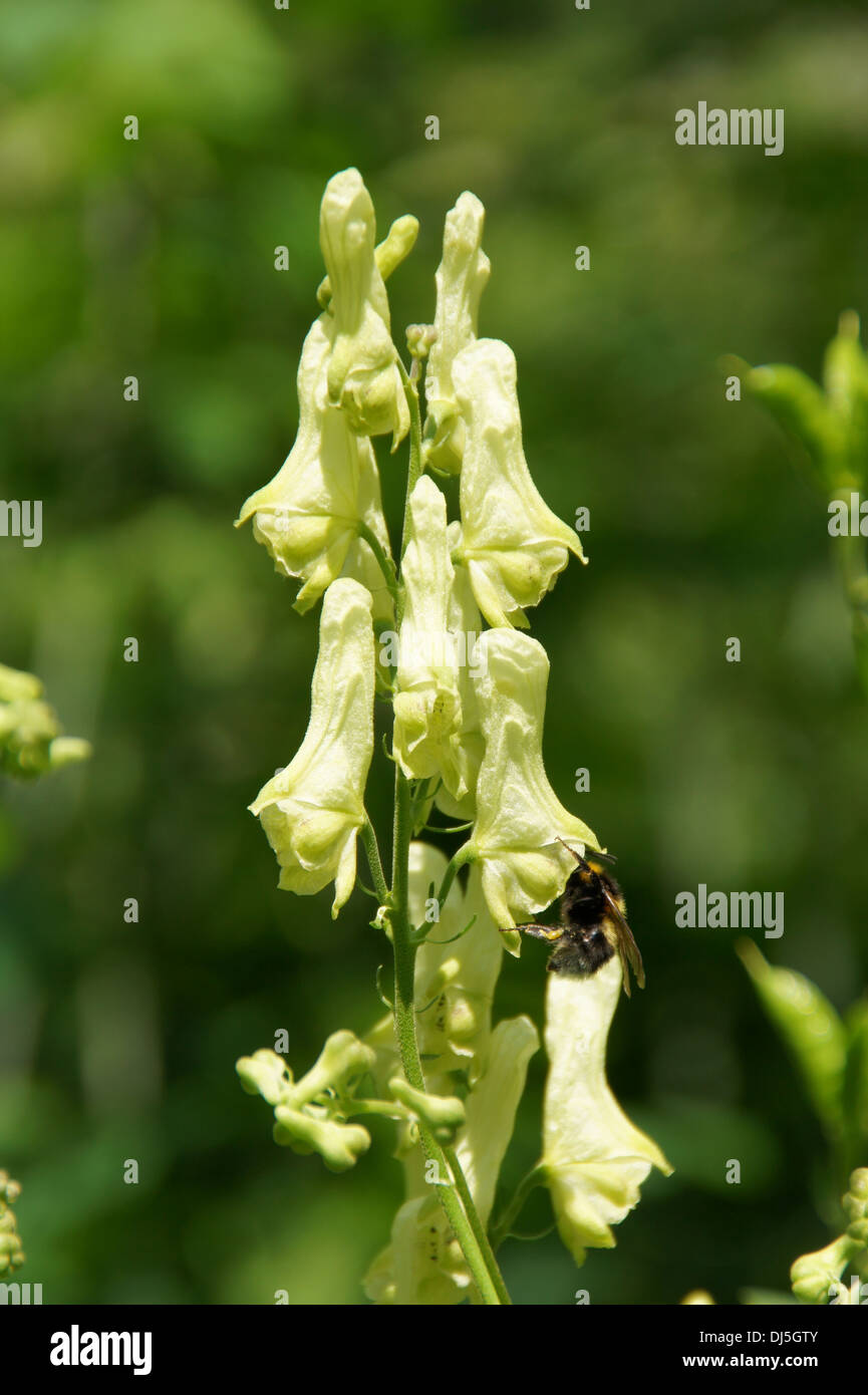 Wolfsbane hi-res stock photography and images - Alamy
