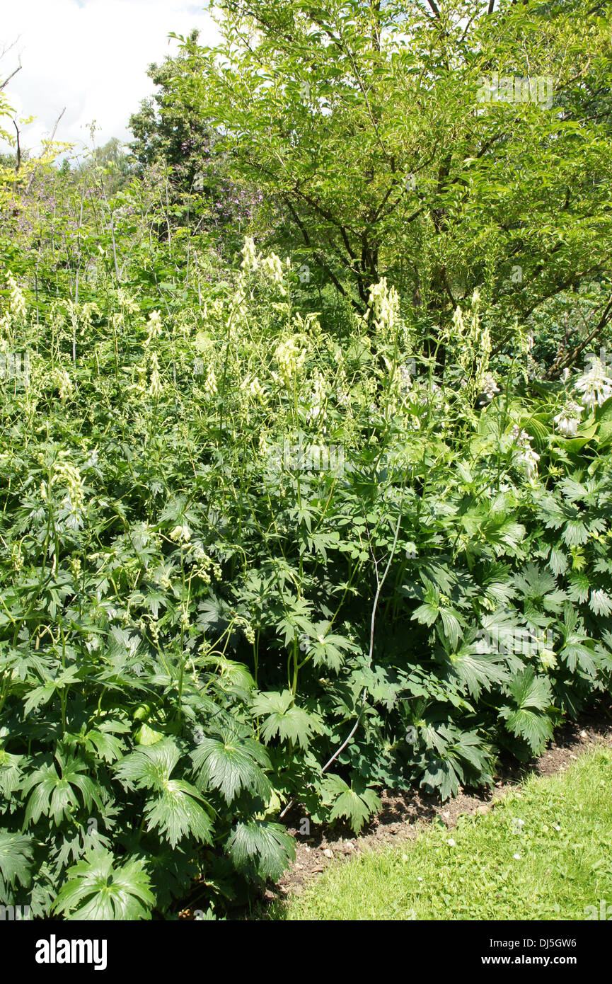 Wolfsbane hi-res stock photography and images - Alamy
