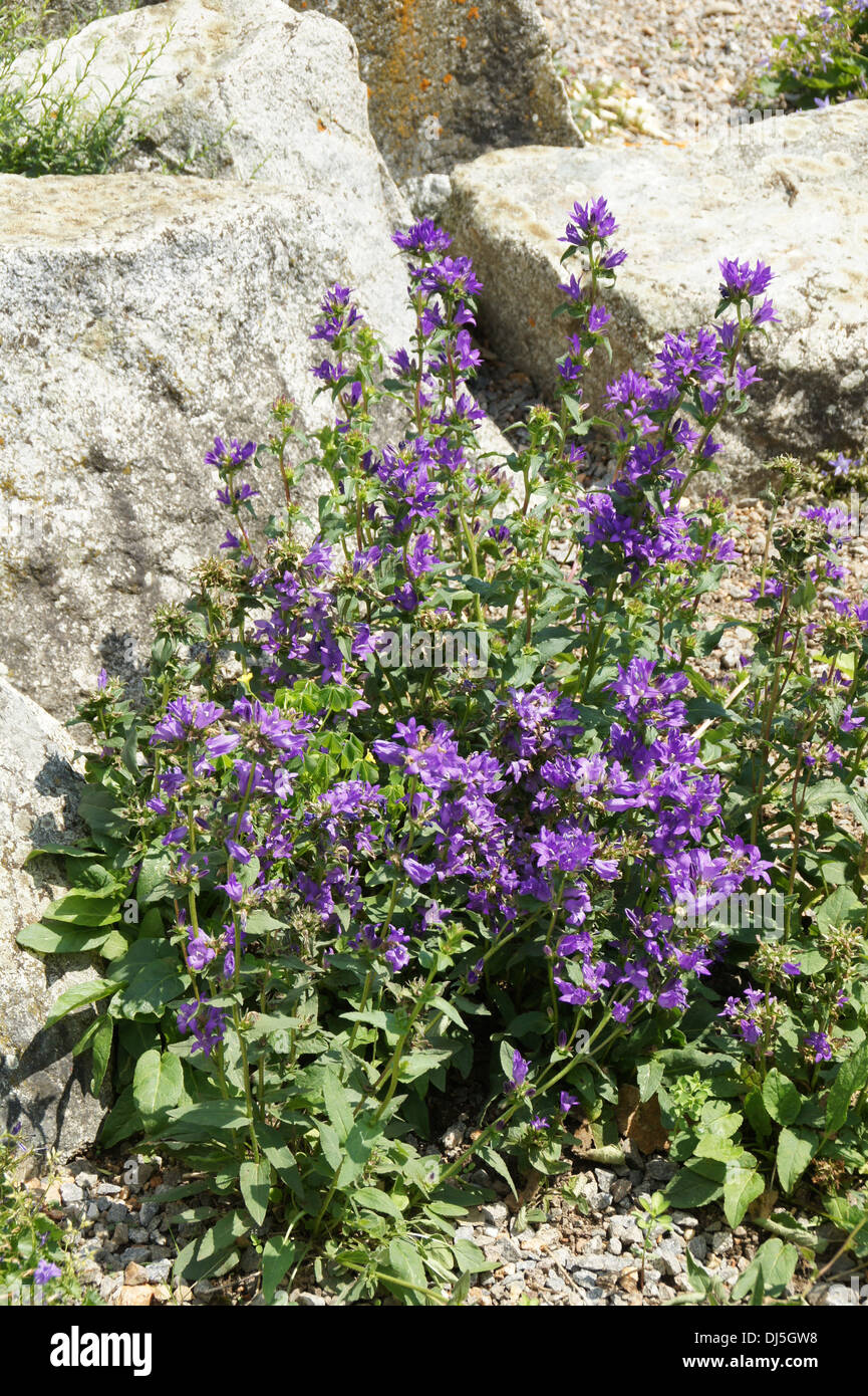 Clustered bellflowers hi-res stock photography and images - Alamy