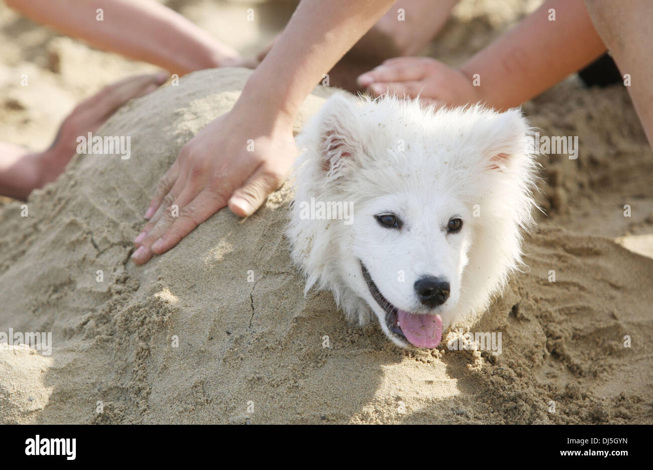 Cool dog in the sand As the hot temperatures climb in China, these kids ...
