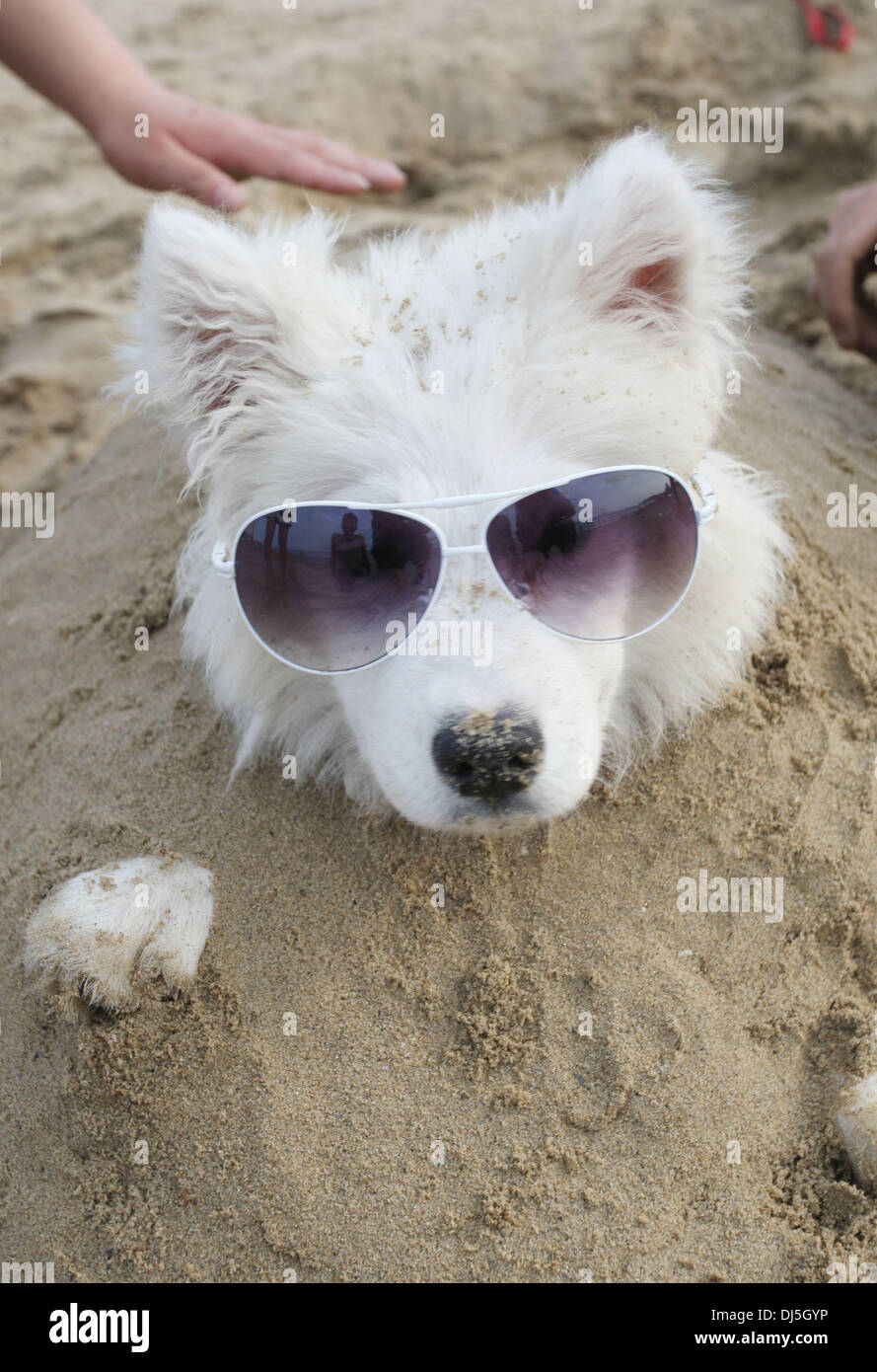 Cool dog in the sand As the hot temperatures climb in China, these kids ...